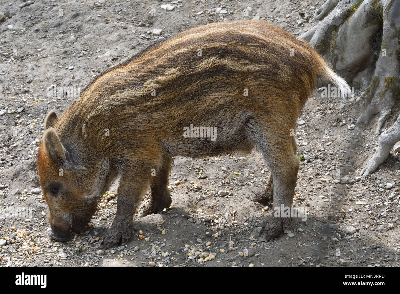 little wild boar eating from the grass little wild boar eating from the ...