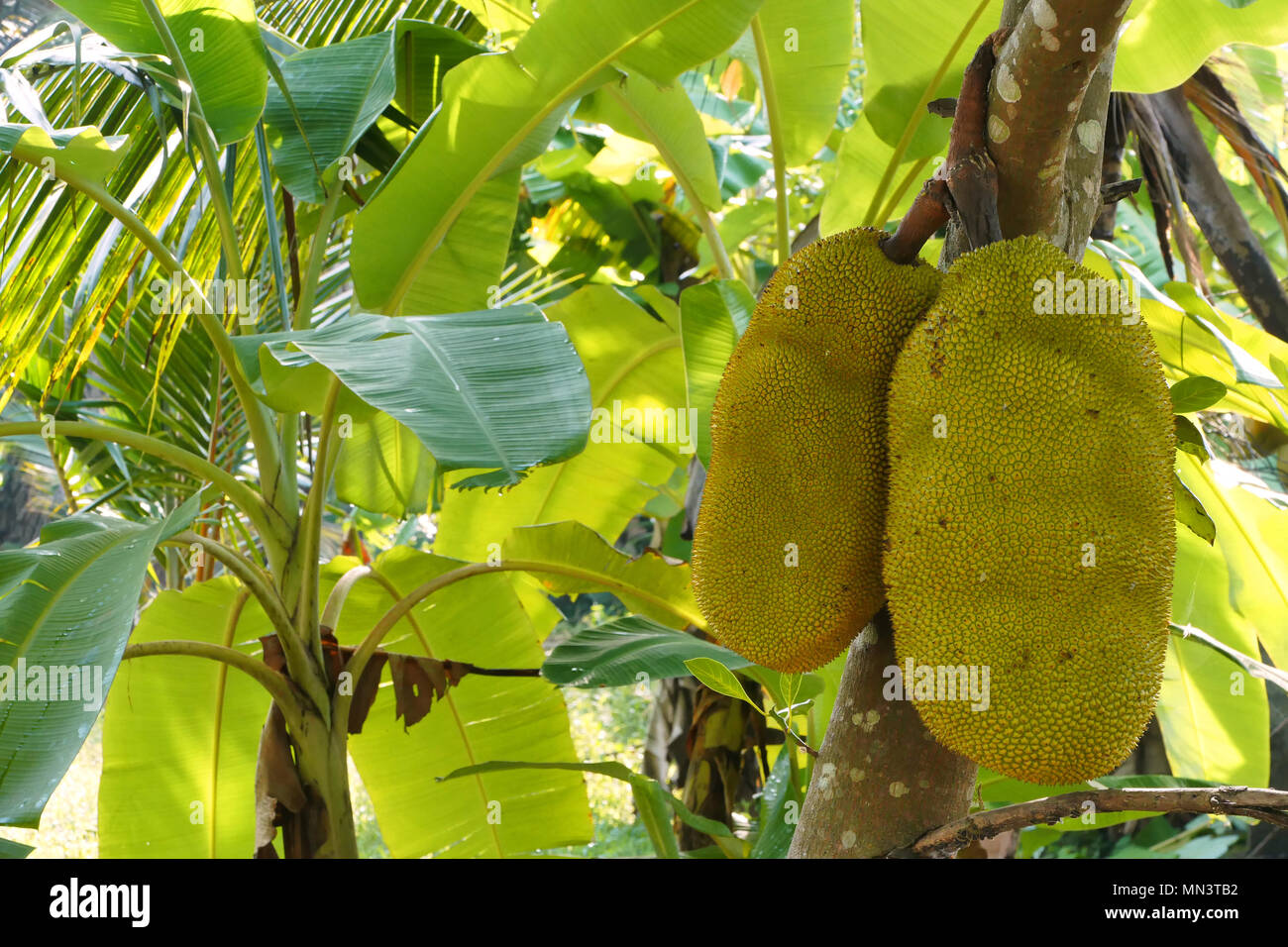Ripe jackfruits (Artocarpus heterophyllus) on a jack tree also known as ...