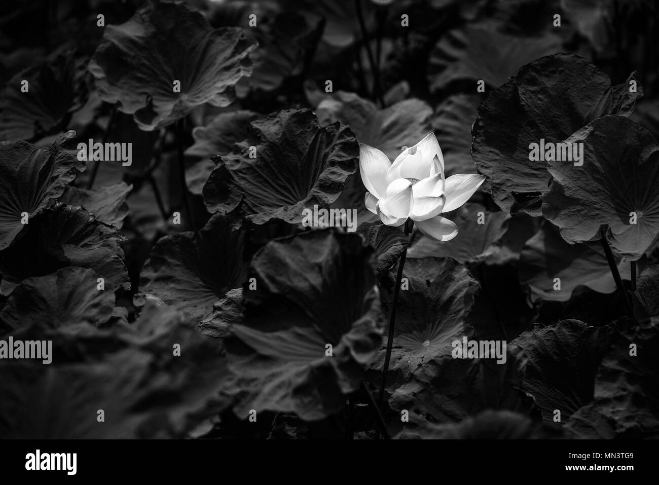 Lotus pattern botanical background Black and White Stock Photos ...
