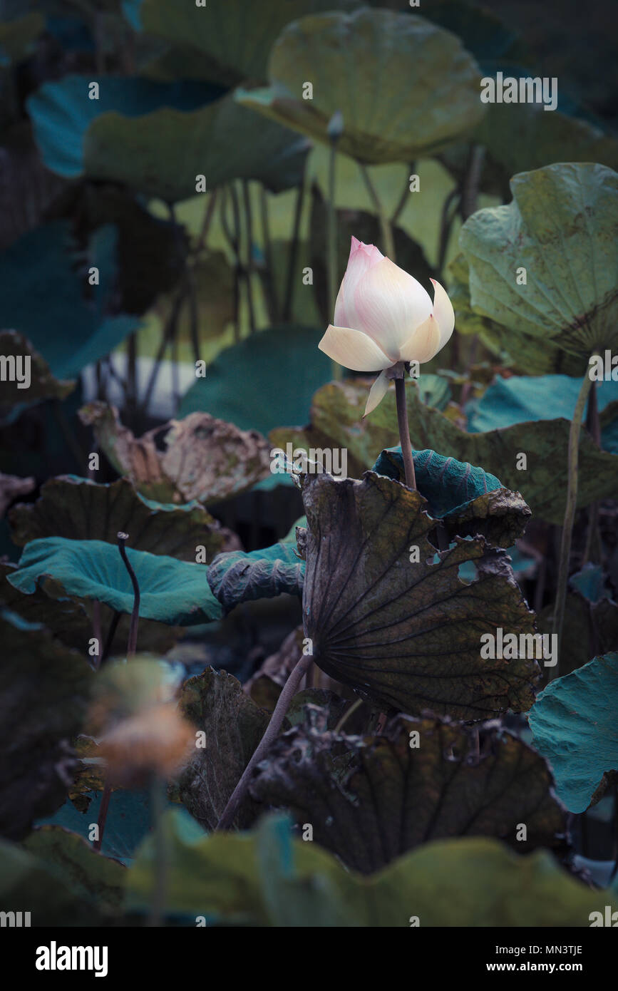 Lotus in the pool Stock Photo - Alamy