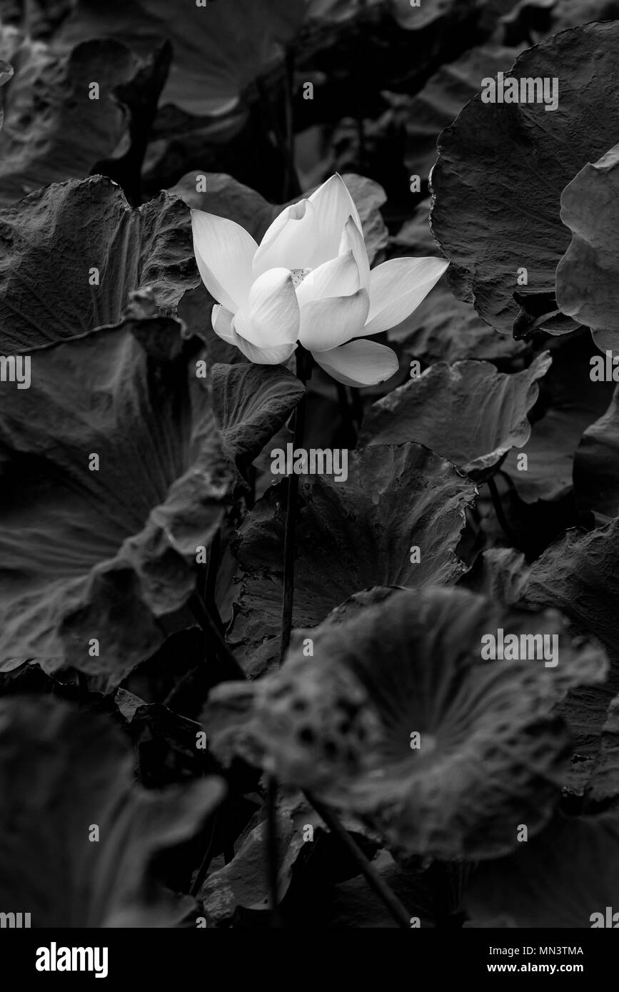 Lotus pattern botanical background Black and White Stock Photos ...