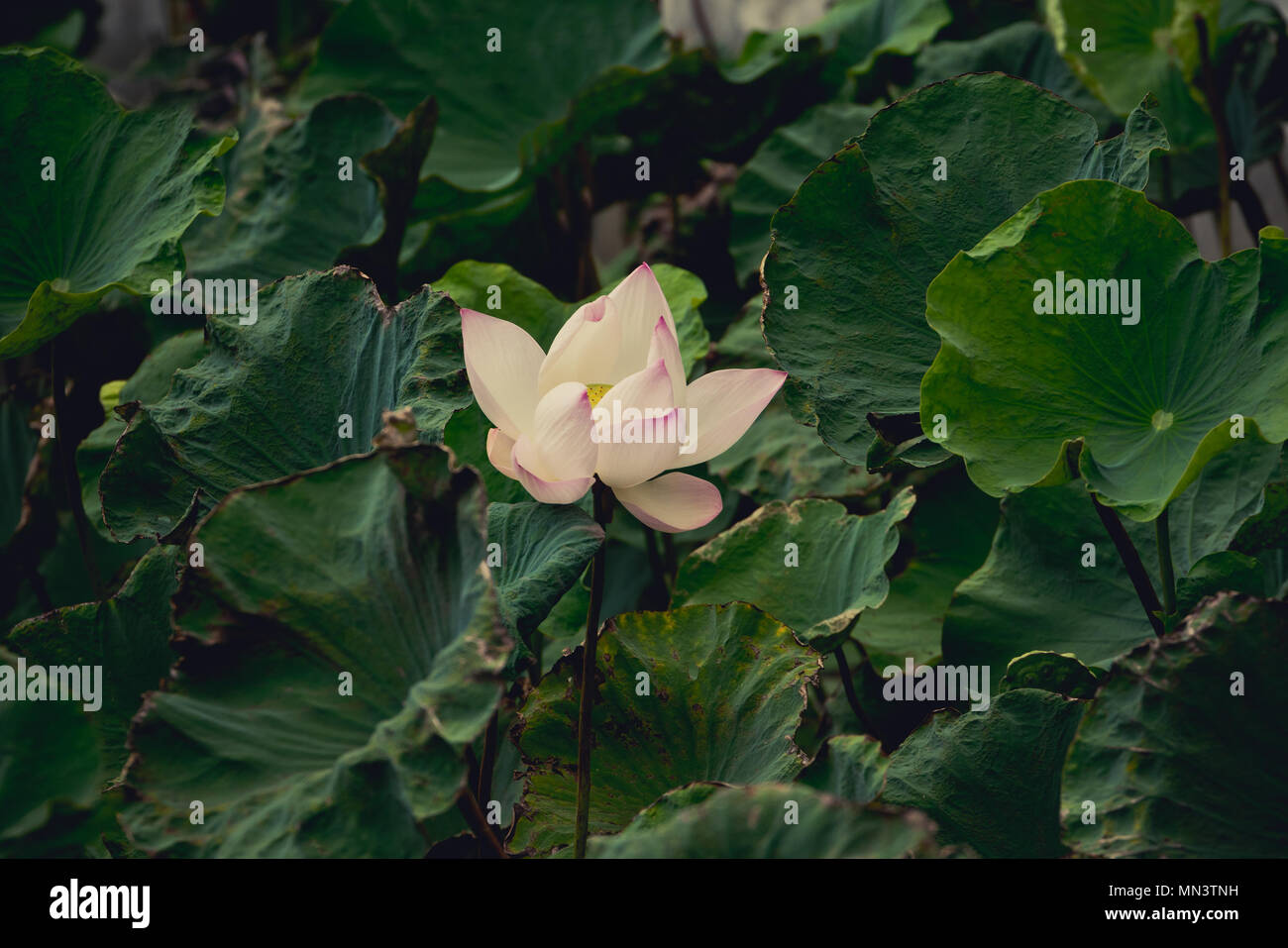 Lotus in the pool Stock Photo - Alamy