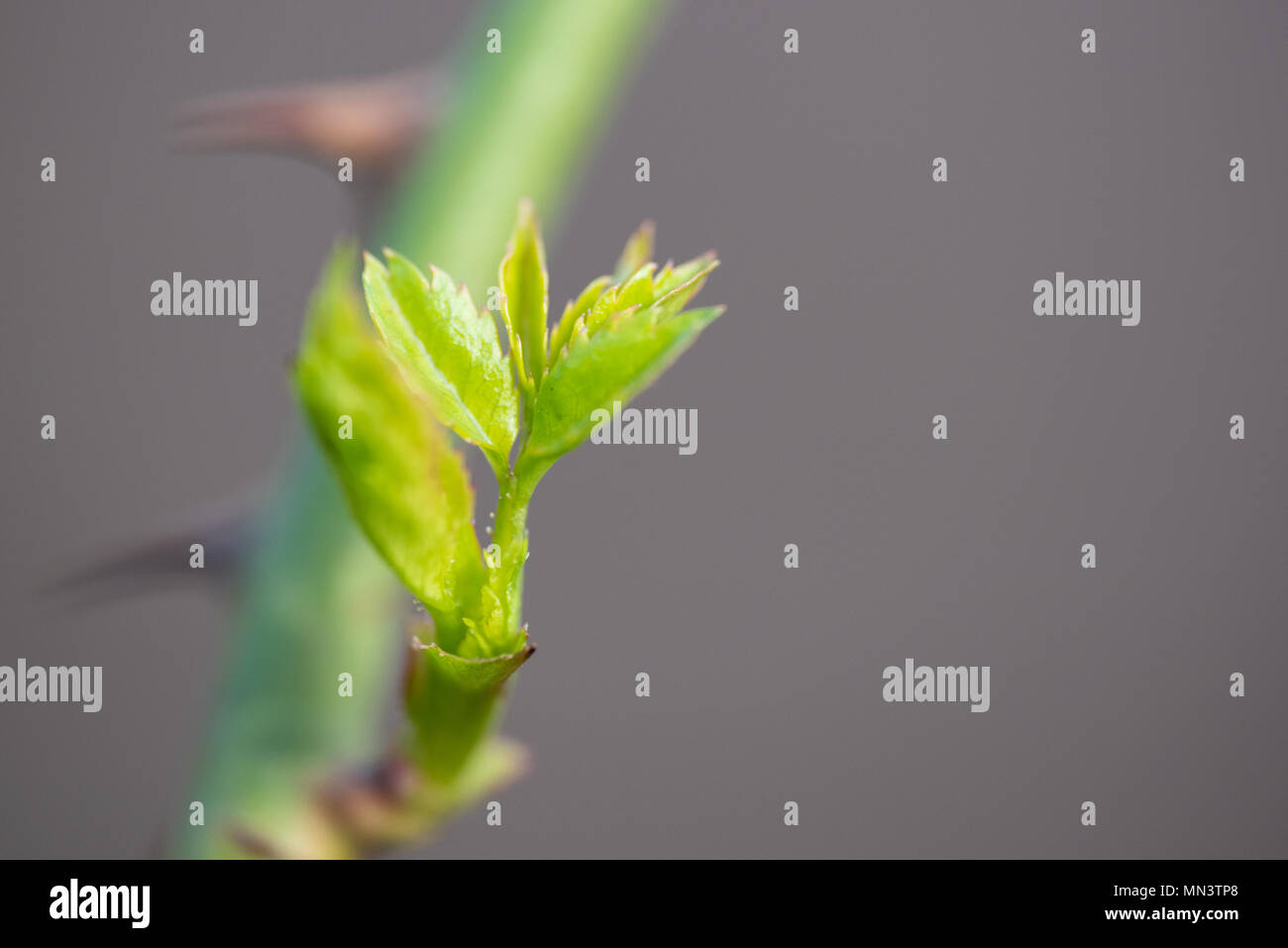 Roseleaf hi-res stock photography and images - Alamy