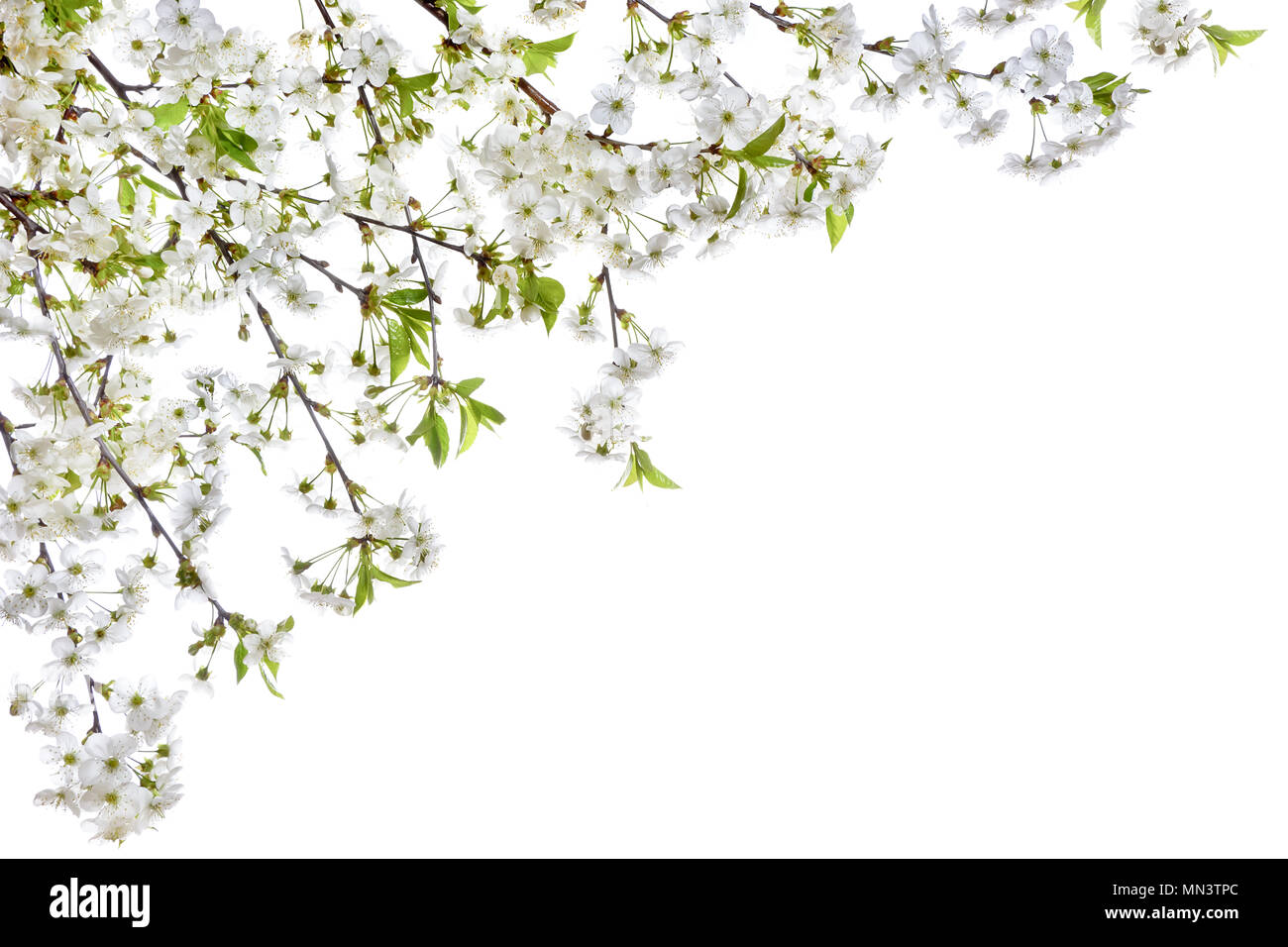 Frame with blooming cherry twigs on a white background Stock Photo - Alamy