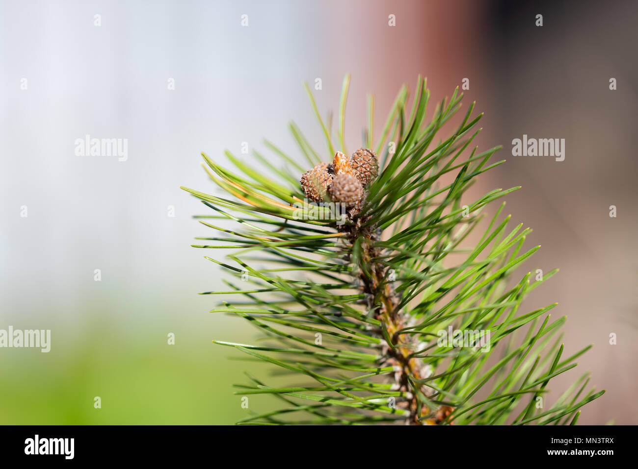 Branch of a pine with small bumps on a blurred background close-up ...