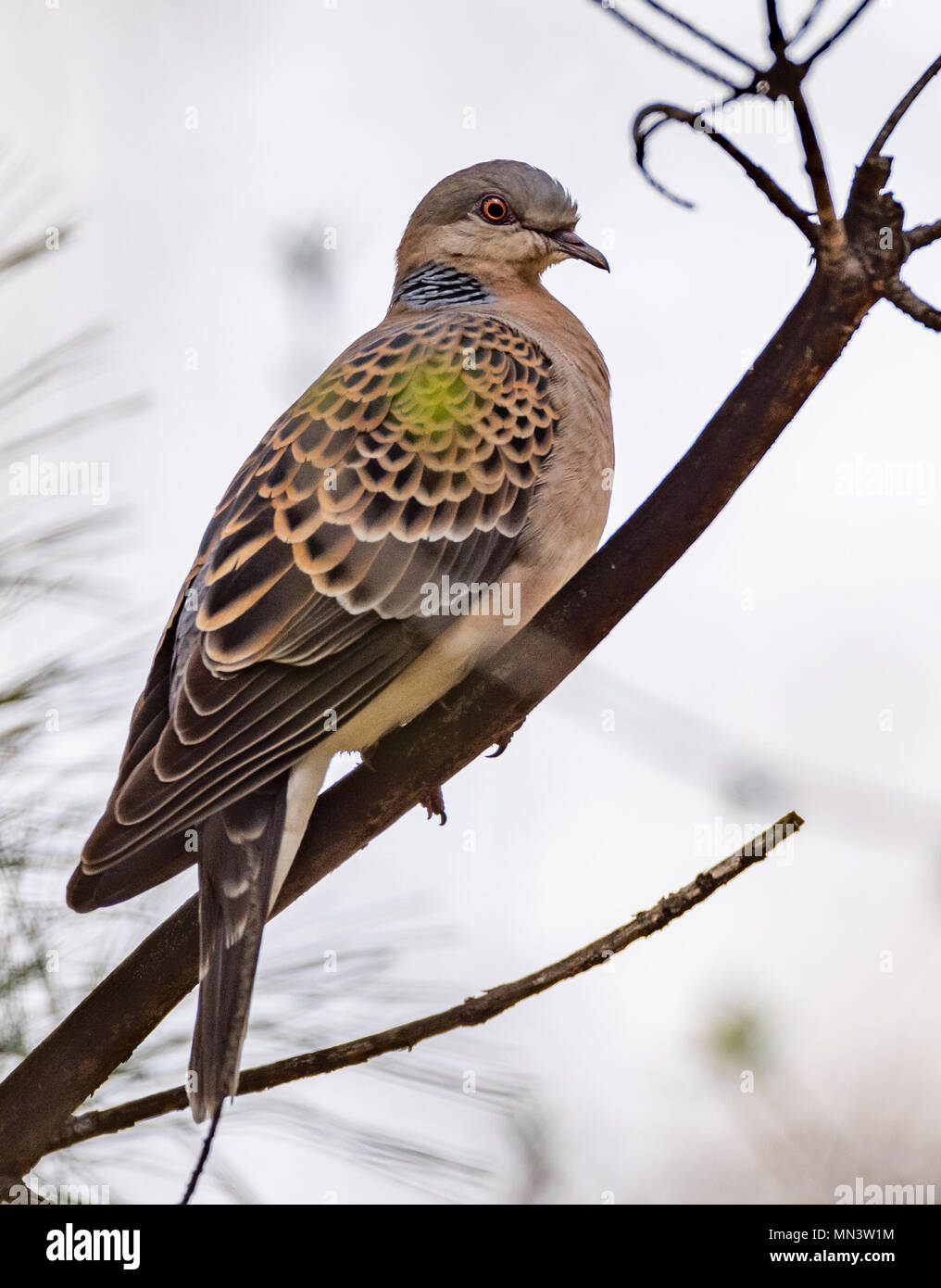 Turtle dove (Streptopelia turtur)s on a tree branch in the forest ...