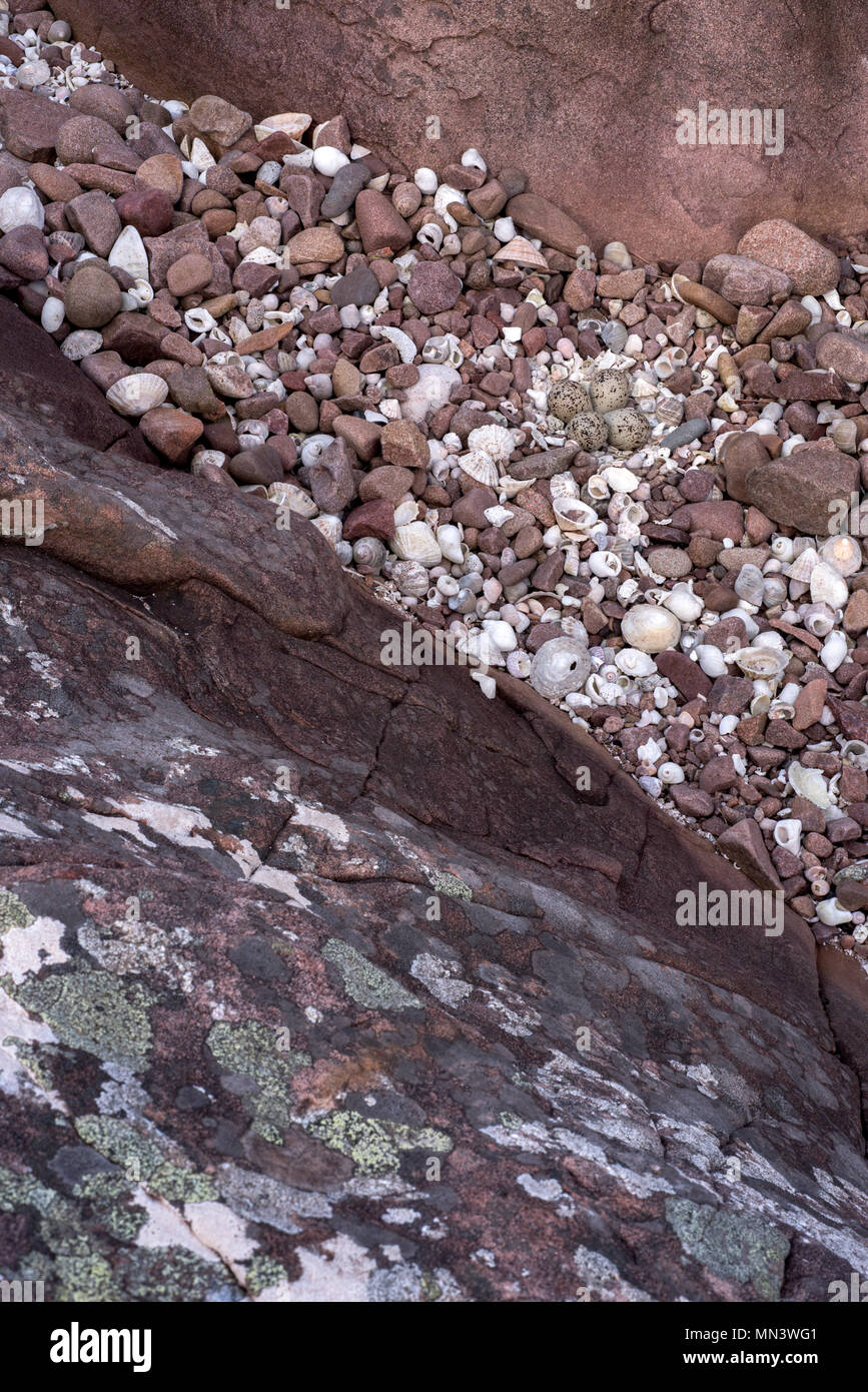 Ground nest scrape hi-res stock photography and images - Alamy
