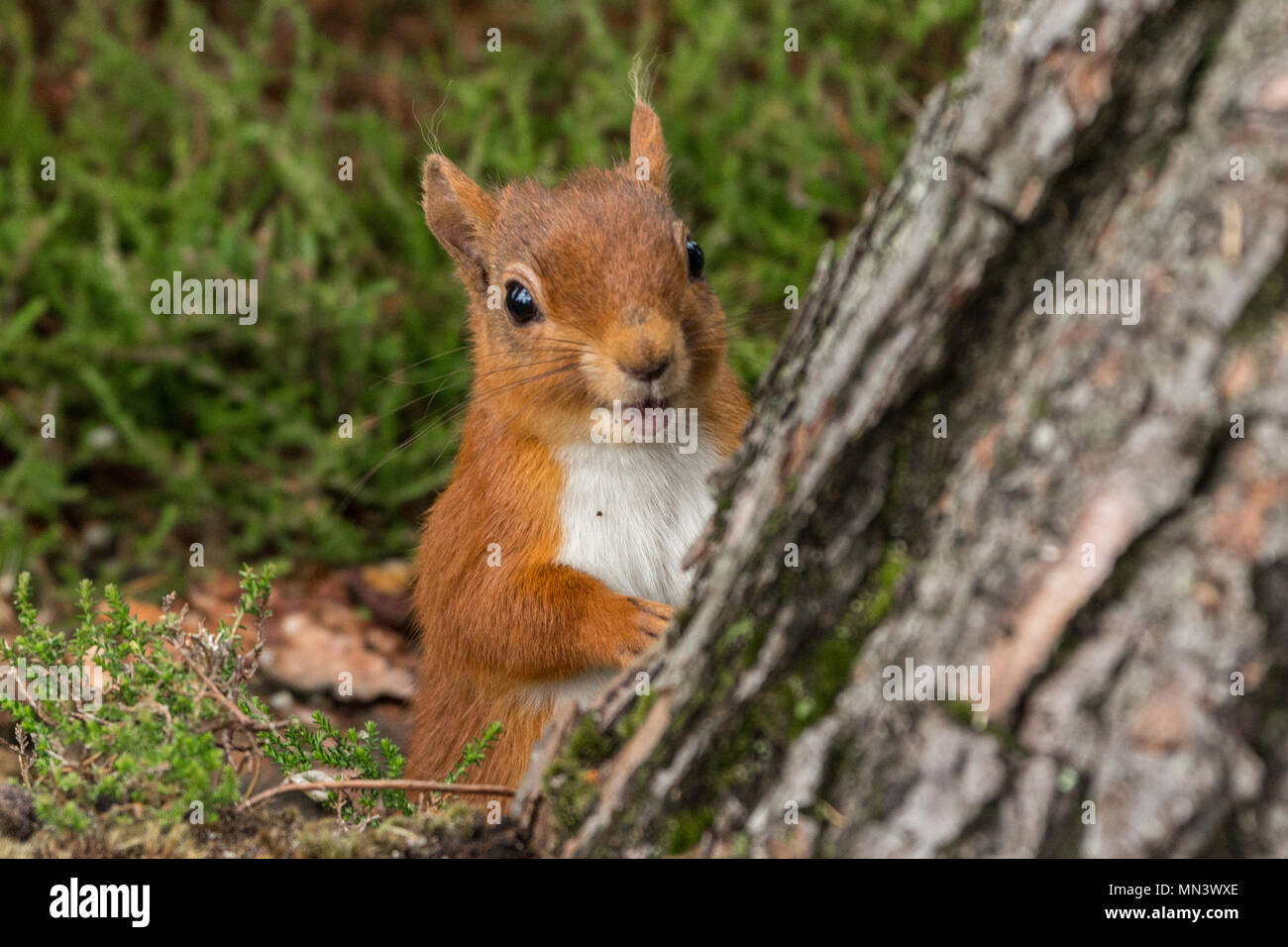 Beautiful native red squirrel hi-res stock photography and images - Alamy