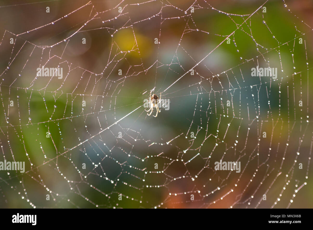 Colorful image of a spider in it's web Stock Photo - Alamy
