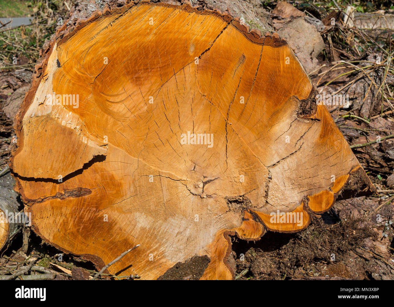 Felled tree trunk hi-res stock photography and images - Alamy