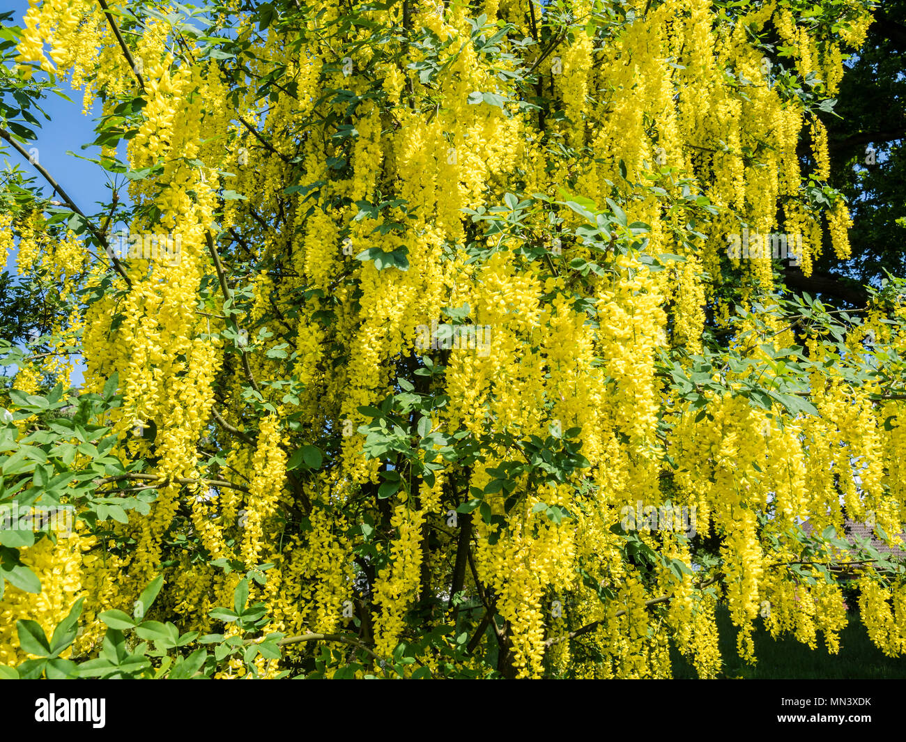 Passage covered by Golden rain, Laburnum anagyroides, garden ...
