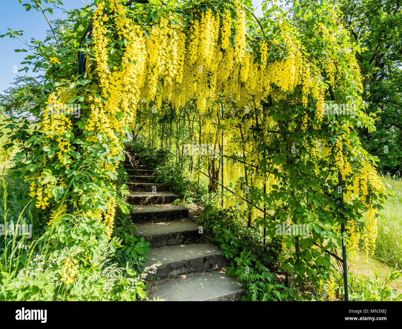 Passage covered by Golden rain, Laburnum anagyroides, garden ...