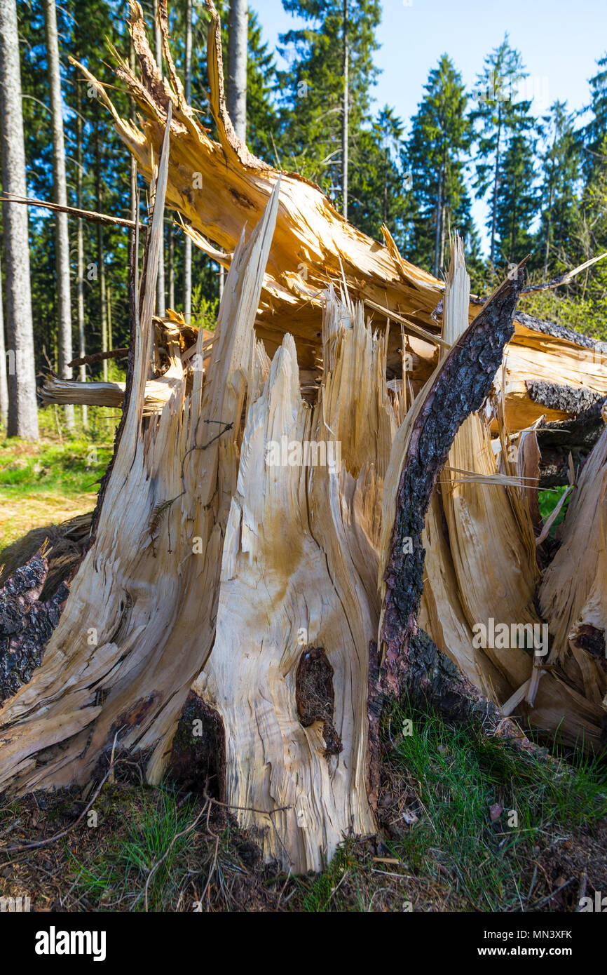 Storm damaged tree Stock Photo - Alamy