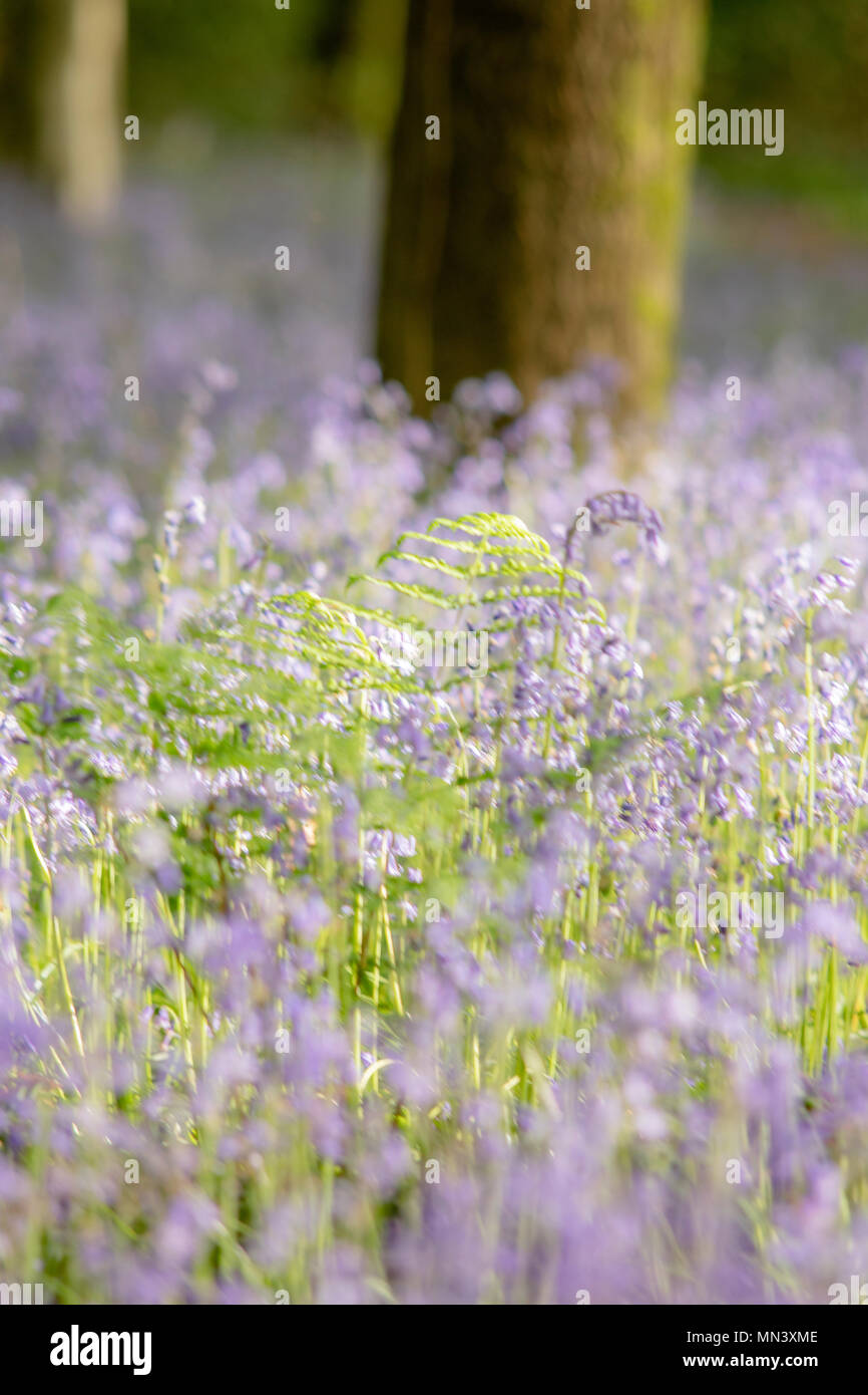 Jenna chamberlain Stock Photos & Images from Alamy