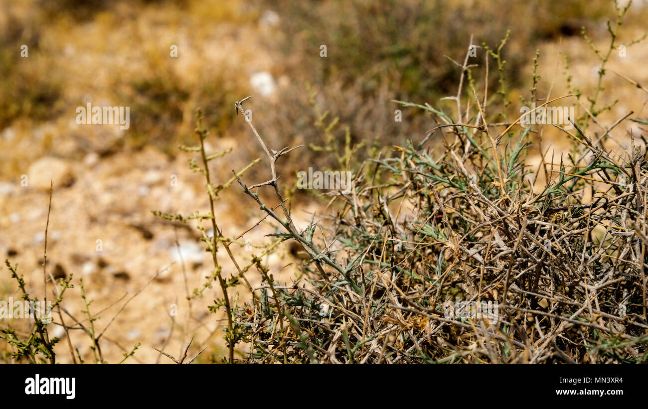 Thorny plant in the arid climate landscape in the jordanian desert ...
