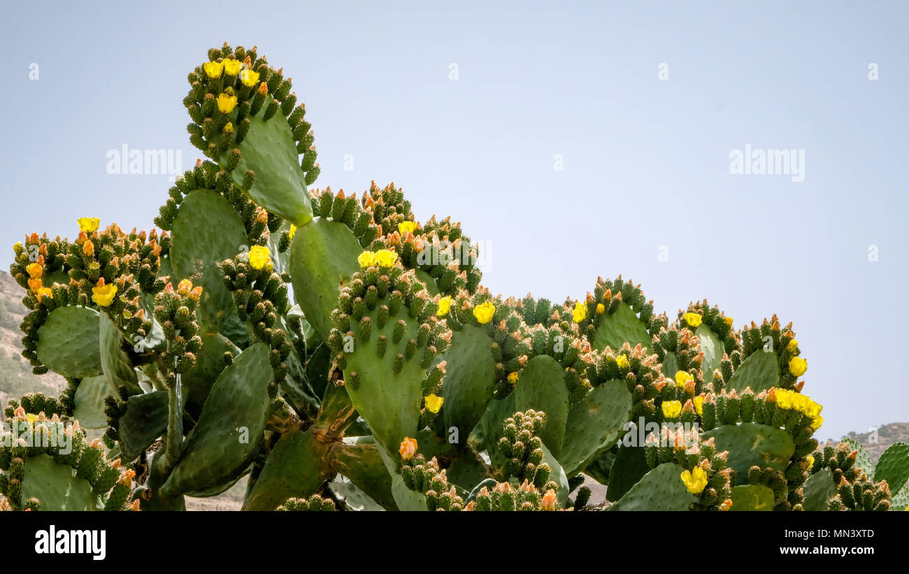 Barbary fig seed hi-res stock photography and images - Alamy
