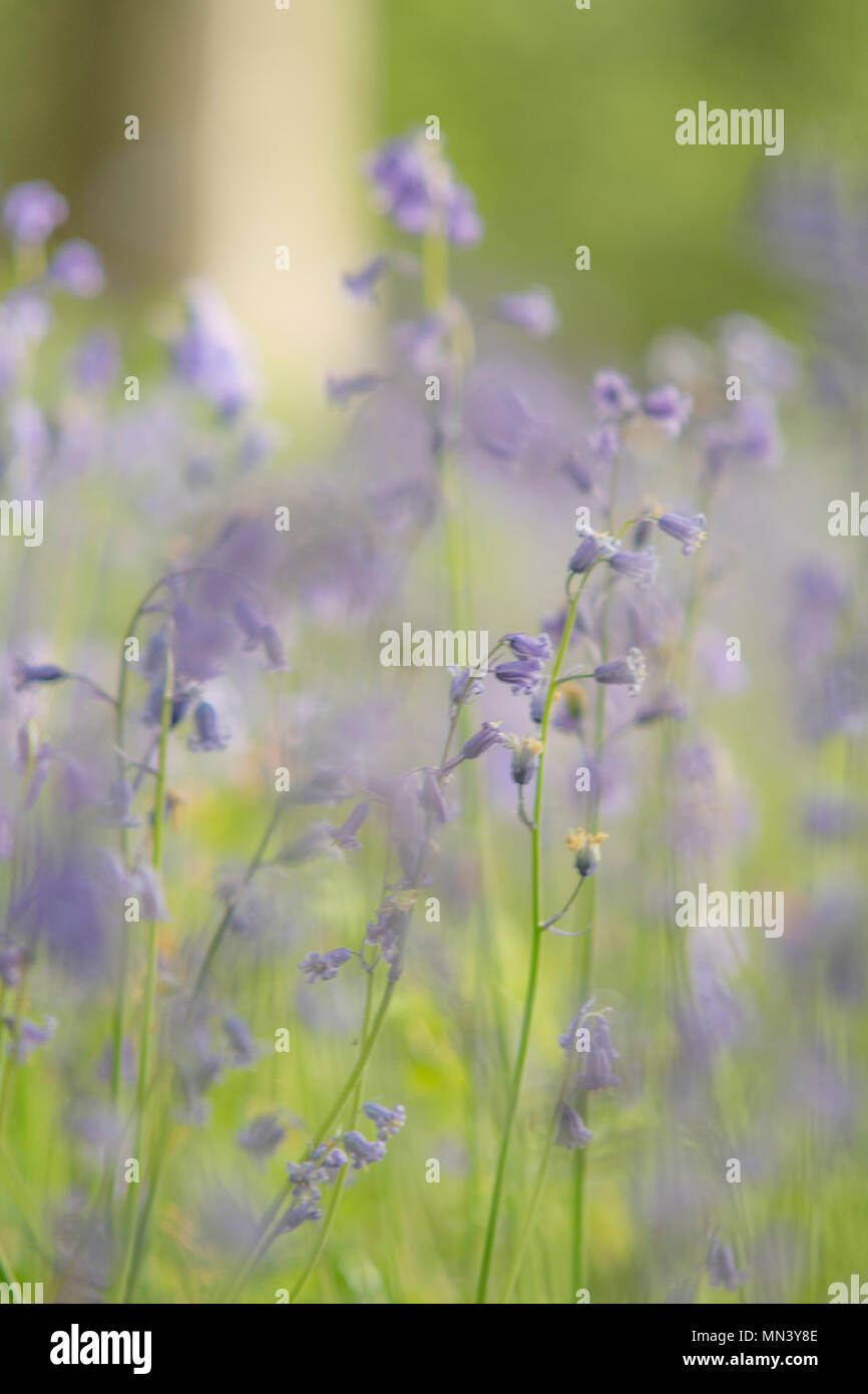 Jenna Chamberlain Stock Photos & Images from Alamy