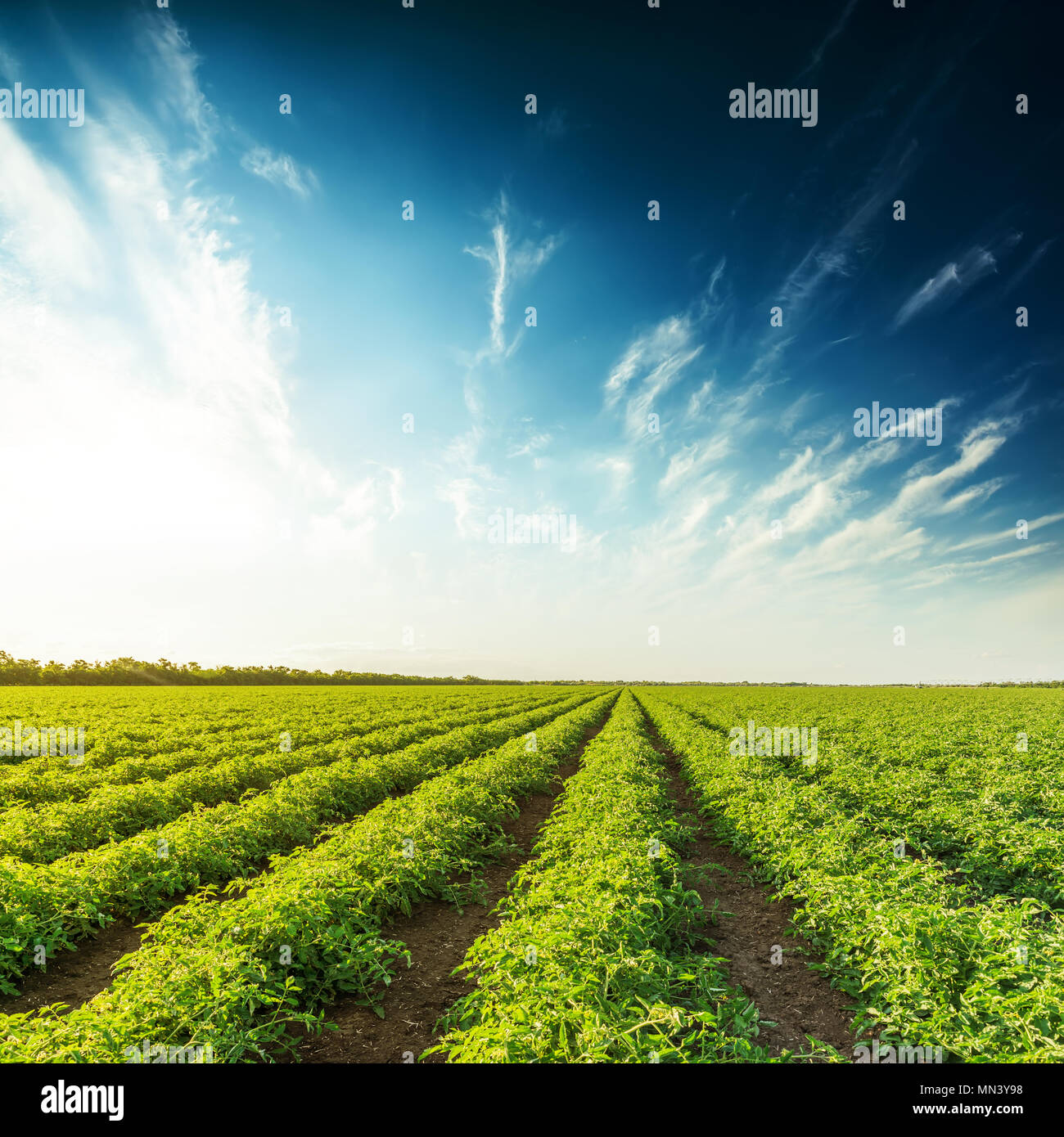 agriculture tomatoes field in spring and sunset in dramatic sky Stock ...