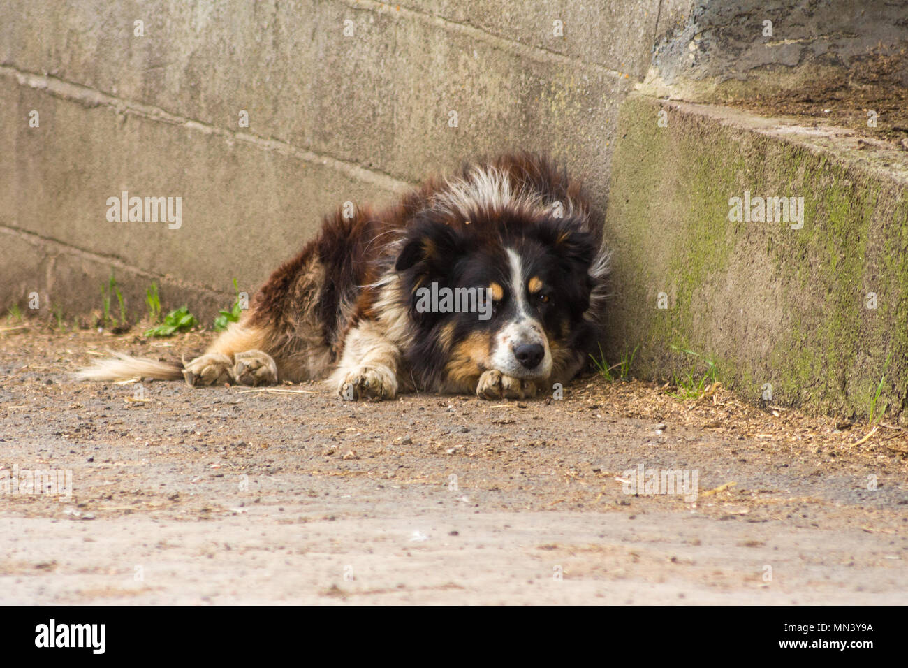 Old working farm dog having a rest after a hard day Stock Photo - Alamy