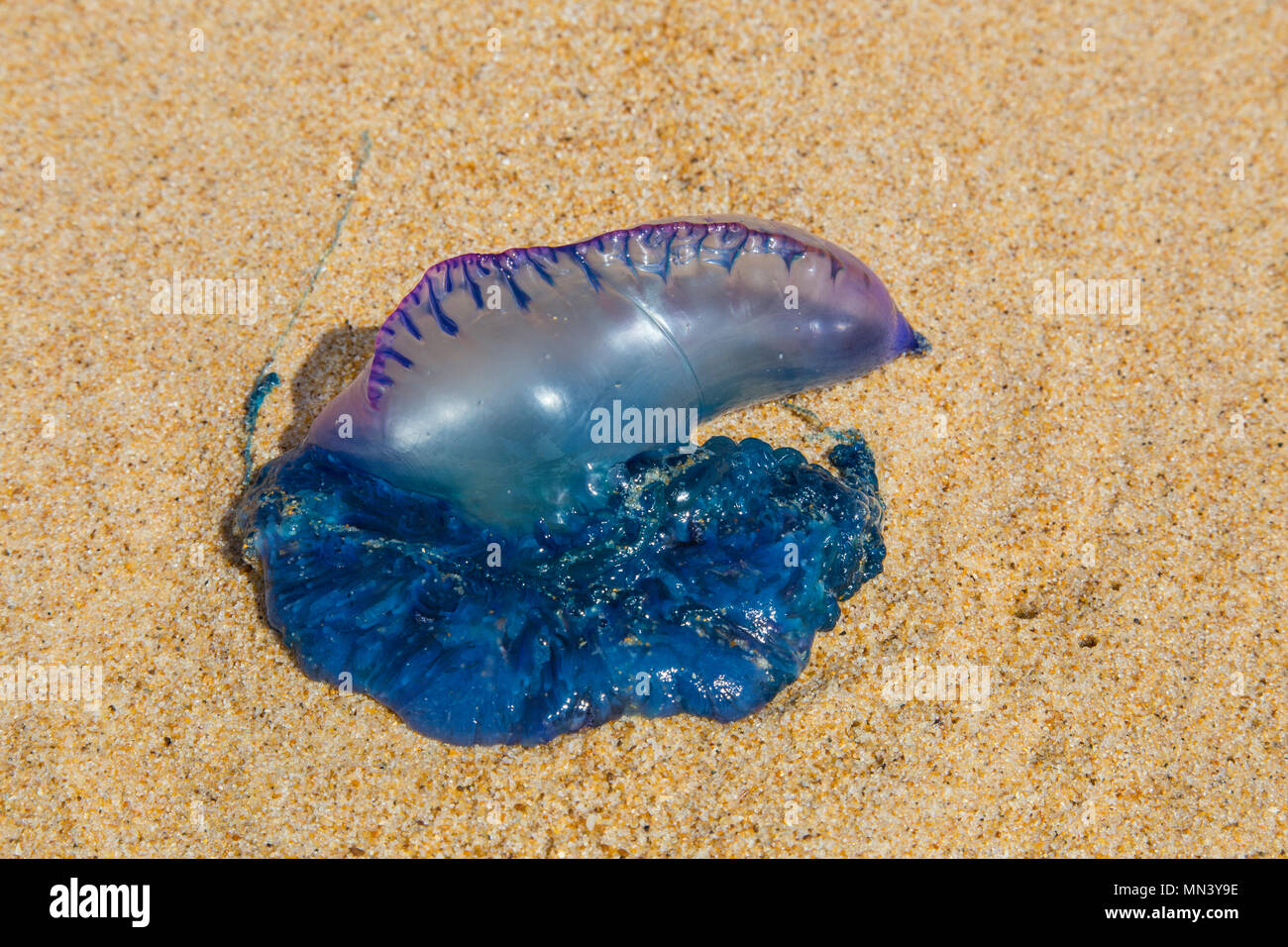 Man of war fish hi-res stock photography and images - Alamy