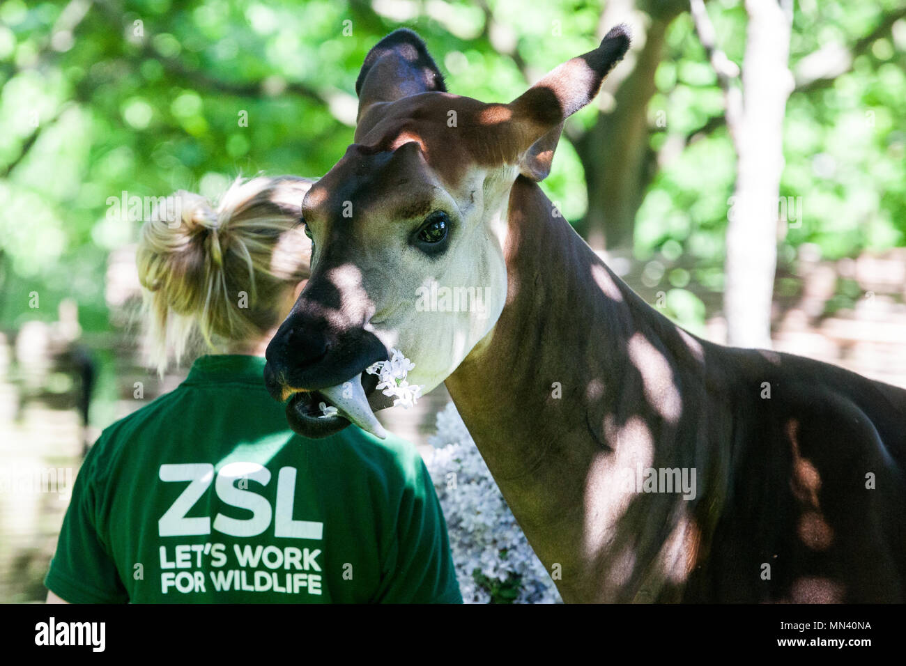 London, UK. 14th May, 2018. Oni the okapi shares a royal treat of tasty ...