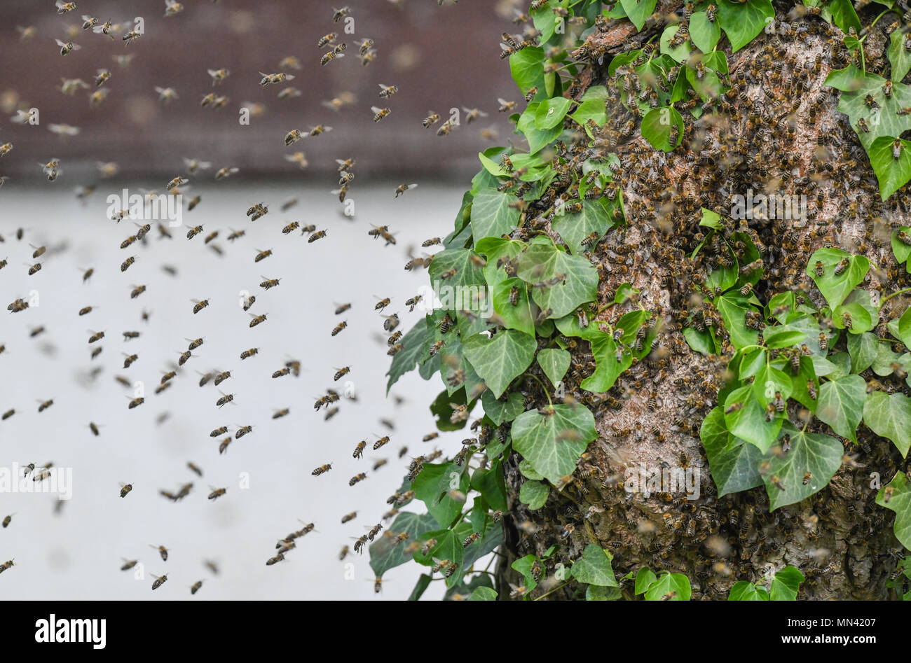 Walnut insects hi-res stock photography and images - Alamy