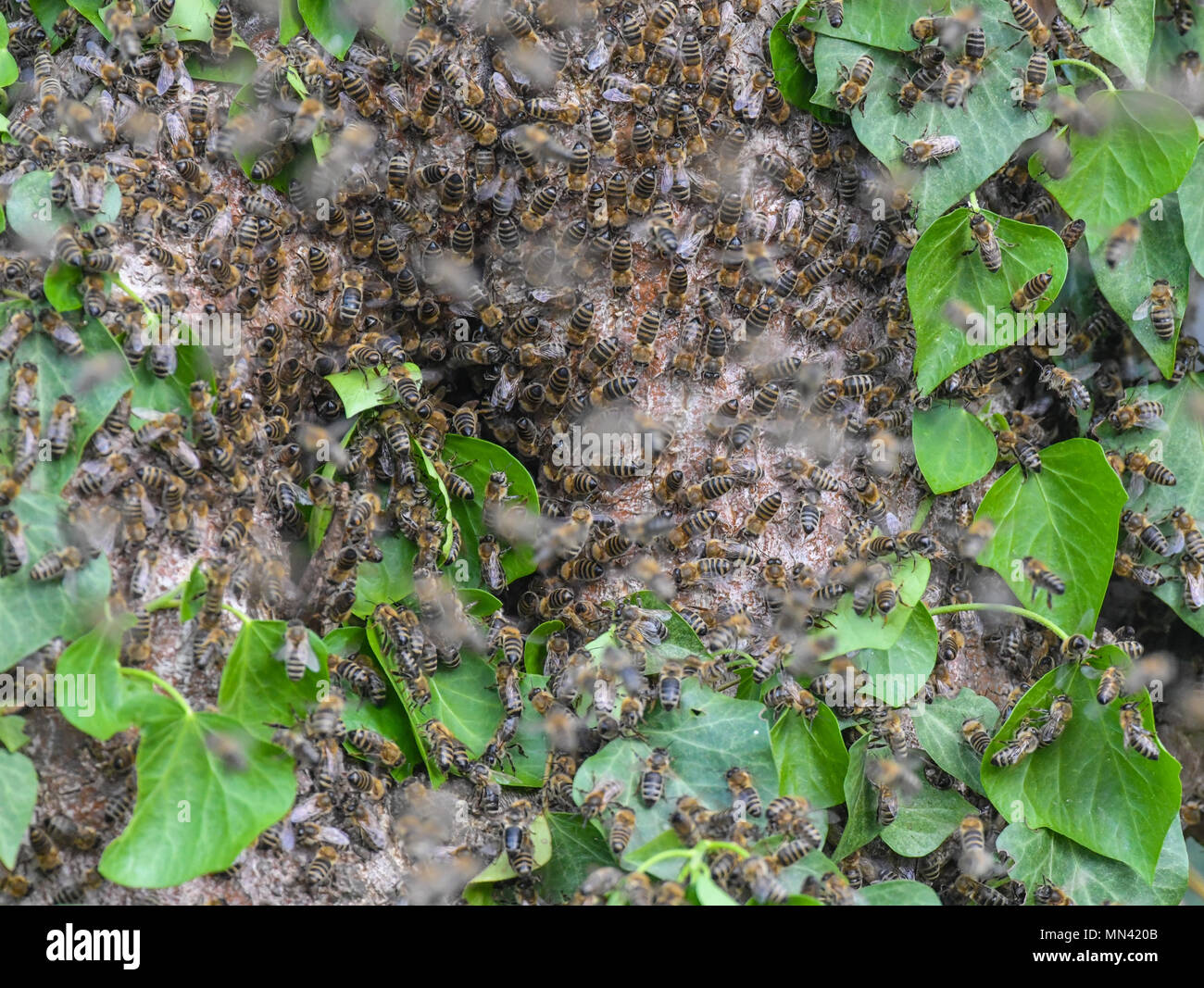 Walnut insects hi-res stock photography and images - Alamy