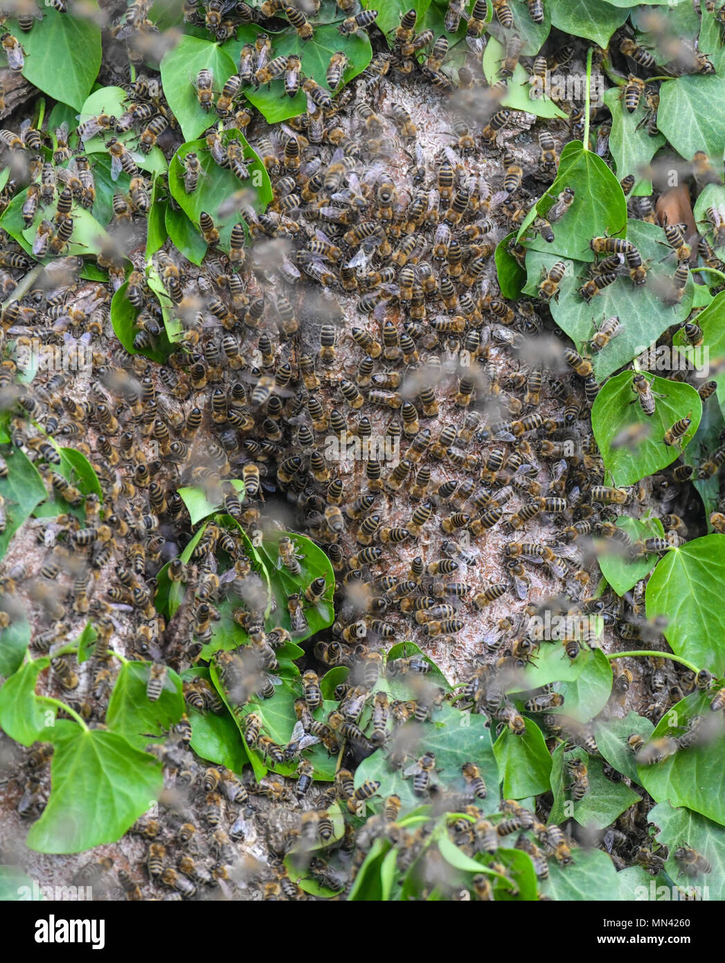 Walnut insects hi-res stock photography and images - Alamy