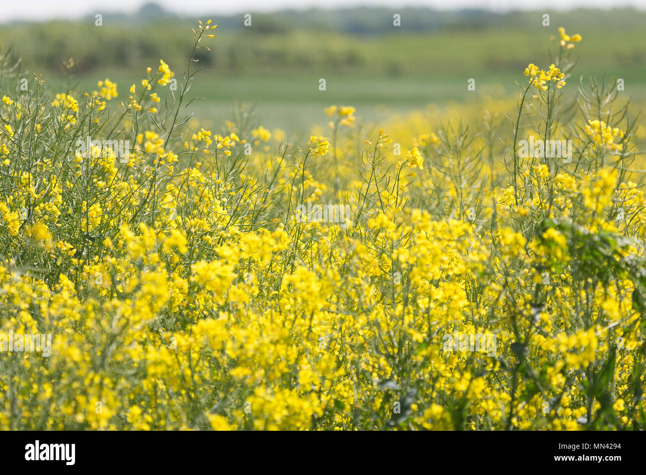 Cobham village hi-res stock photography and images - Alamy