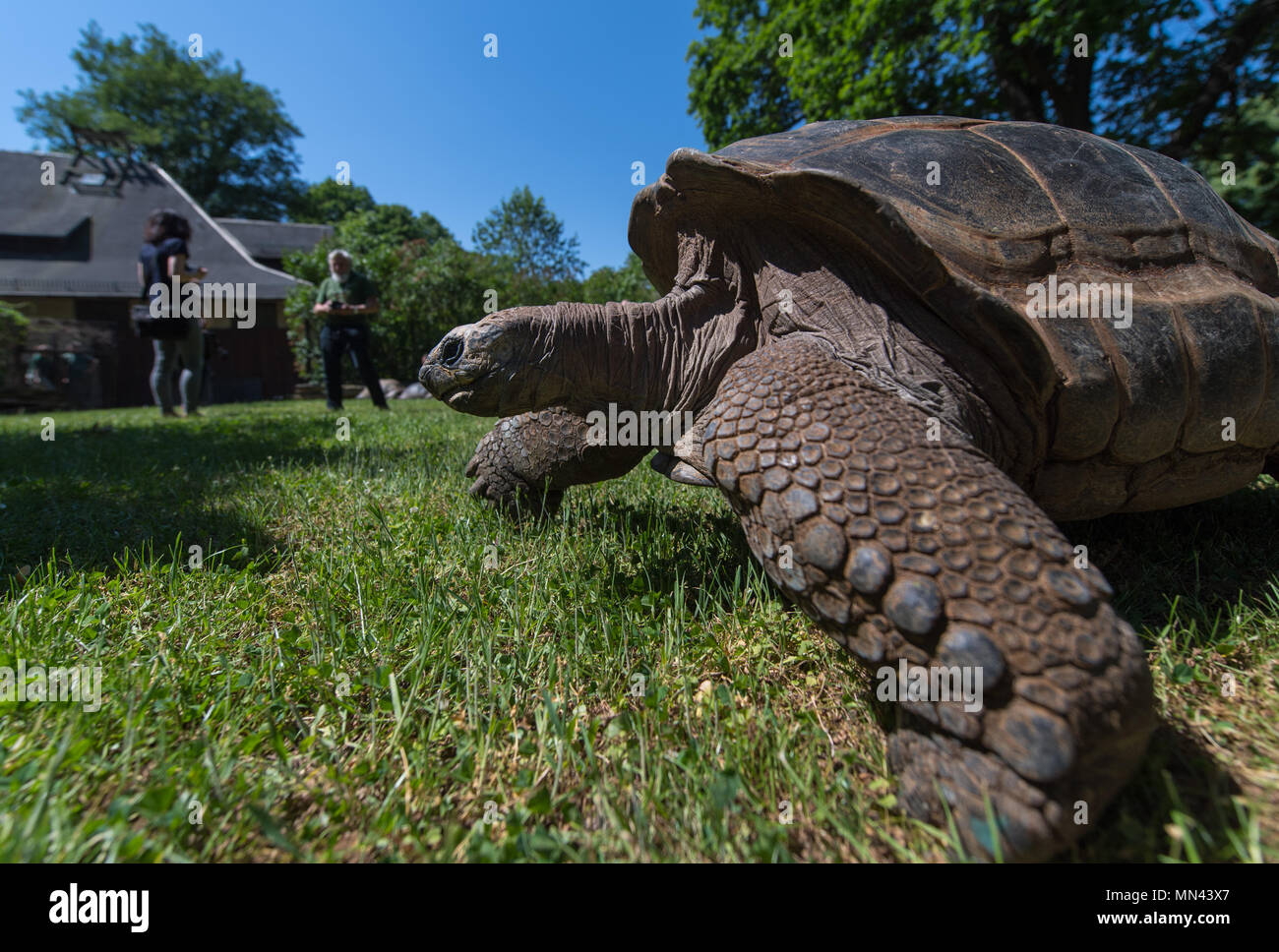 14 May 2018, Germany, Dresden: An Aldabra giant tortoise explores its ...