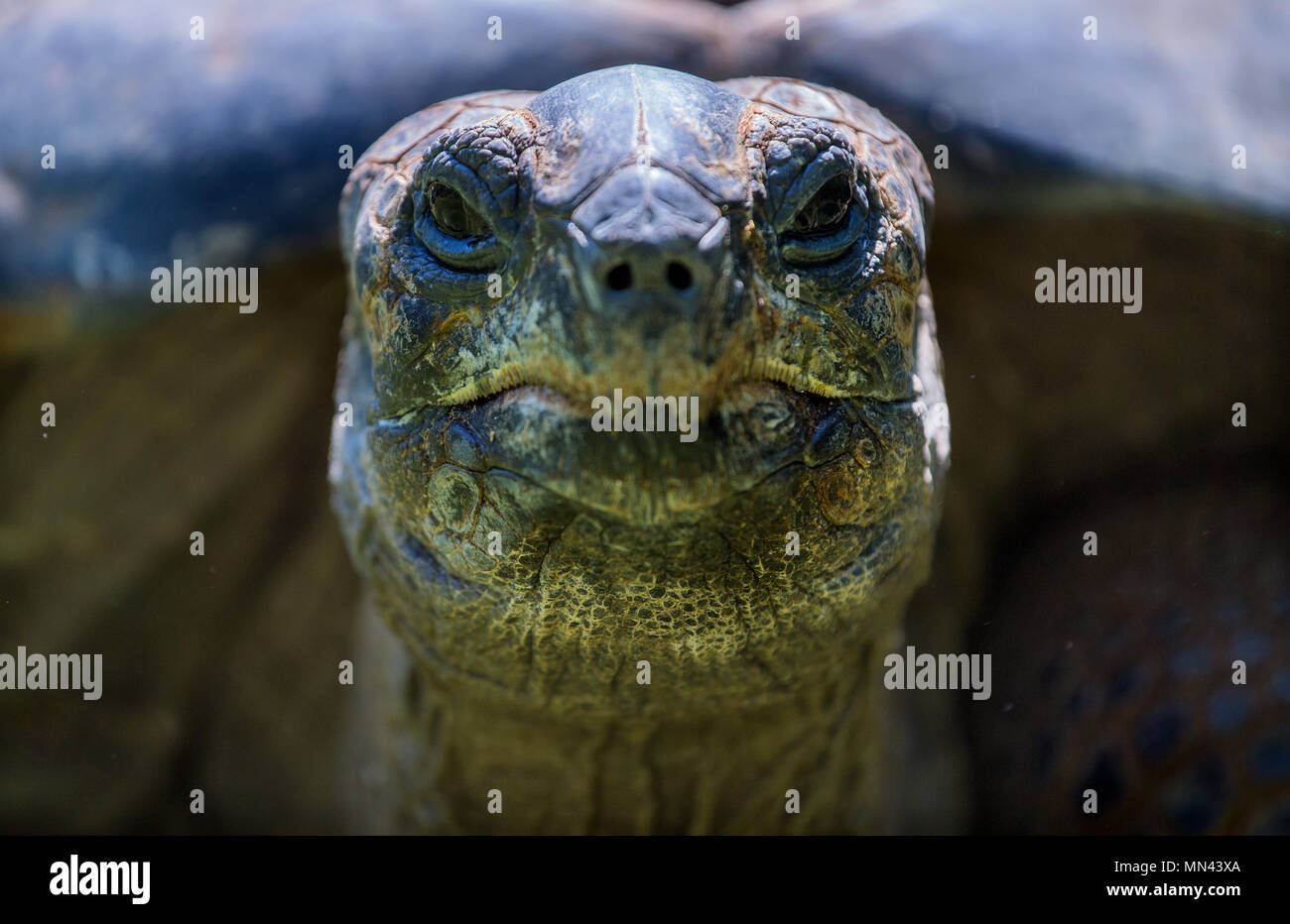 14 May 2018, Germany, Dresden: An Aldabra giant tortoise is in its open ...