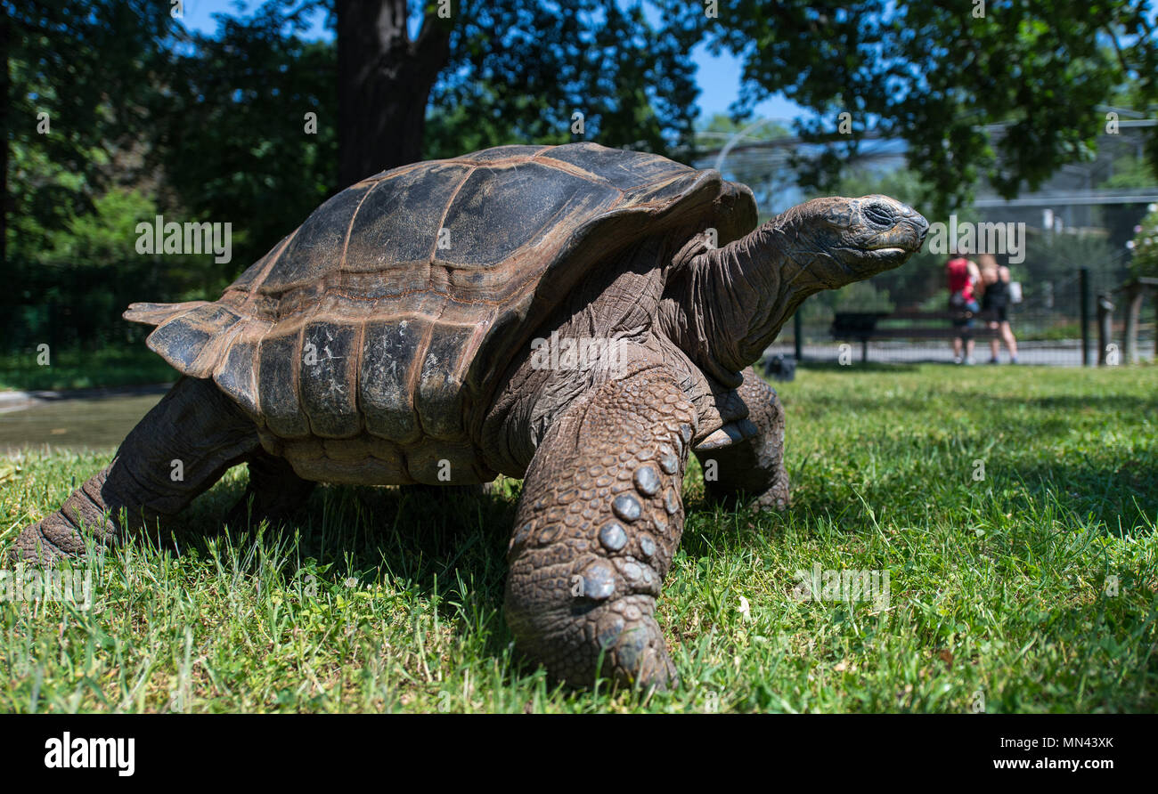 14 May 2018, Germany, Dresden: An Aldabra giant tortoise explores its ...