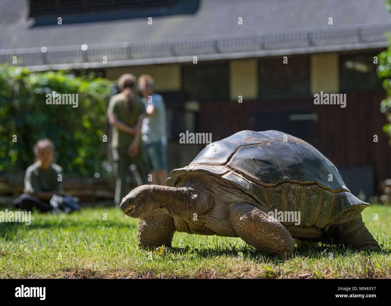 14 May 2018, Germany, Dresden: An Aldabra giant tortoise explores its ...