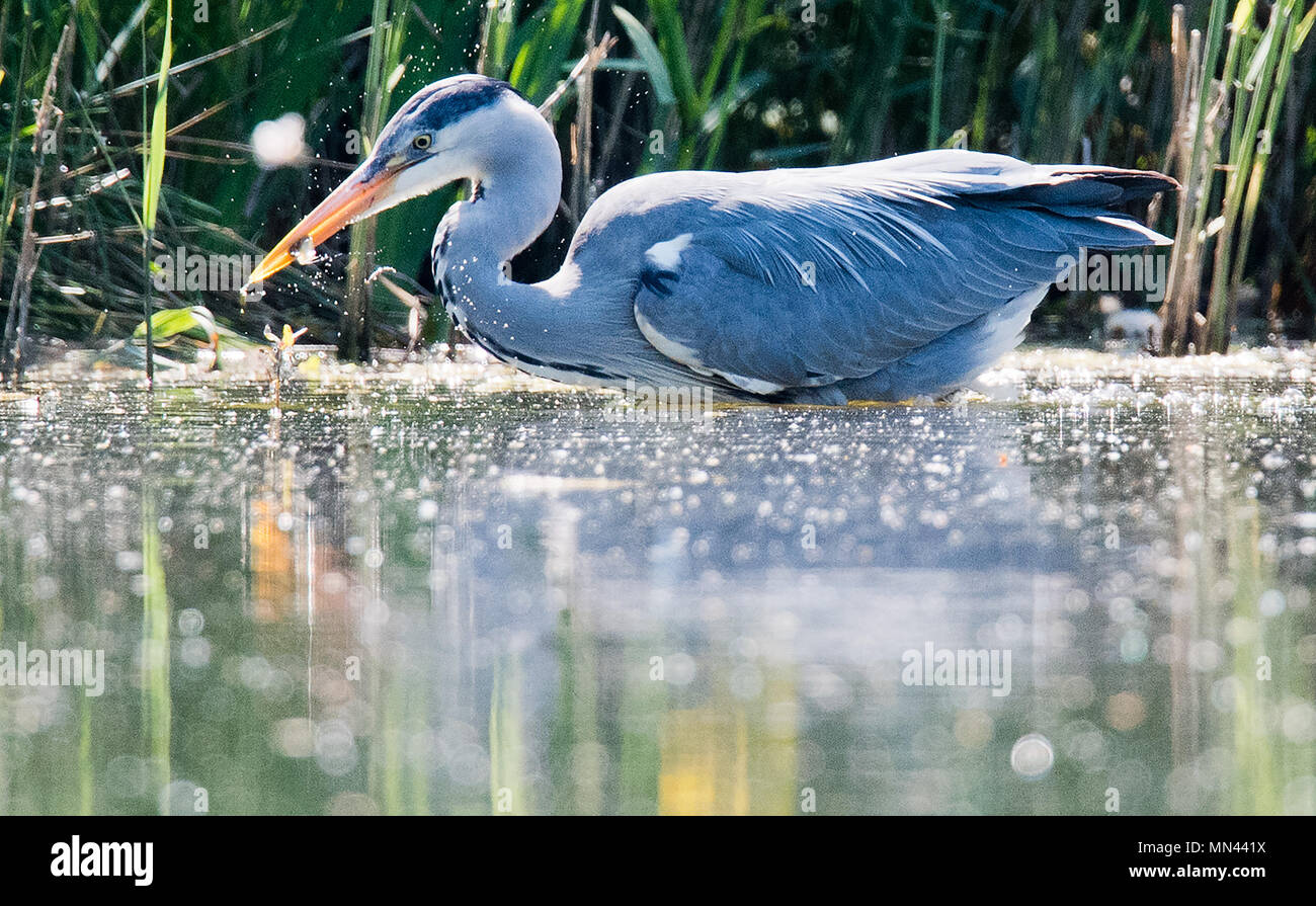 14 May 2018, Germany, Brunswick: A grey heron hunts fish at the nature ...