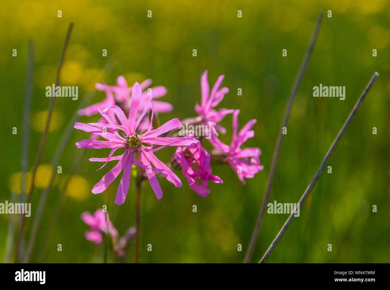 13 May 2018, Germany, Mallnow: A ragged-robin blossoming pink in a ...