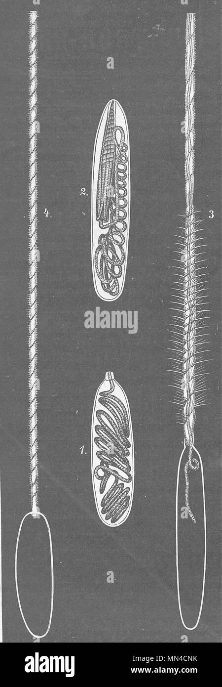 Filament natural Black and White Stock Photos & Images - Alamy
