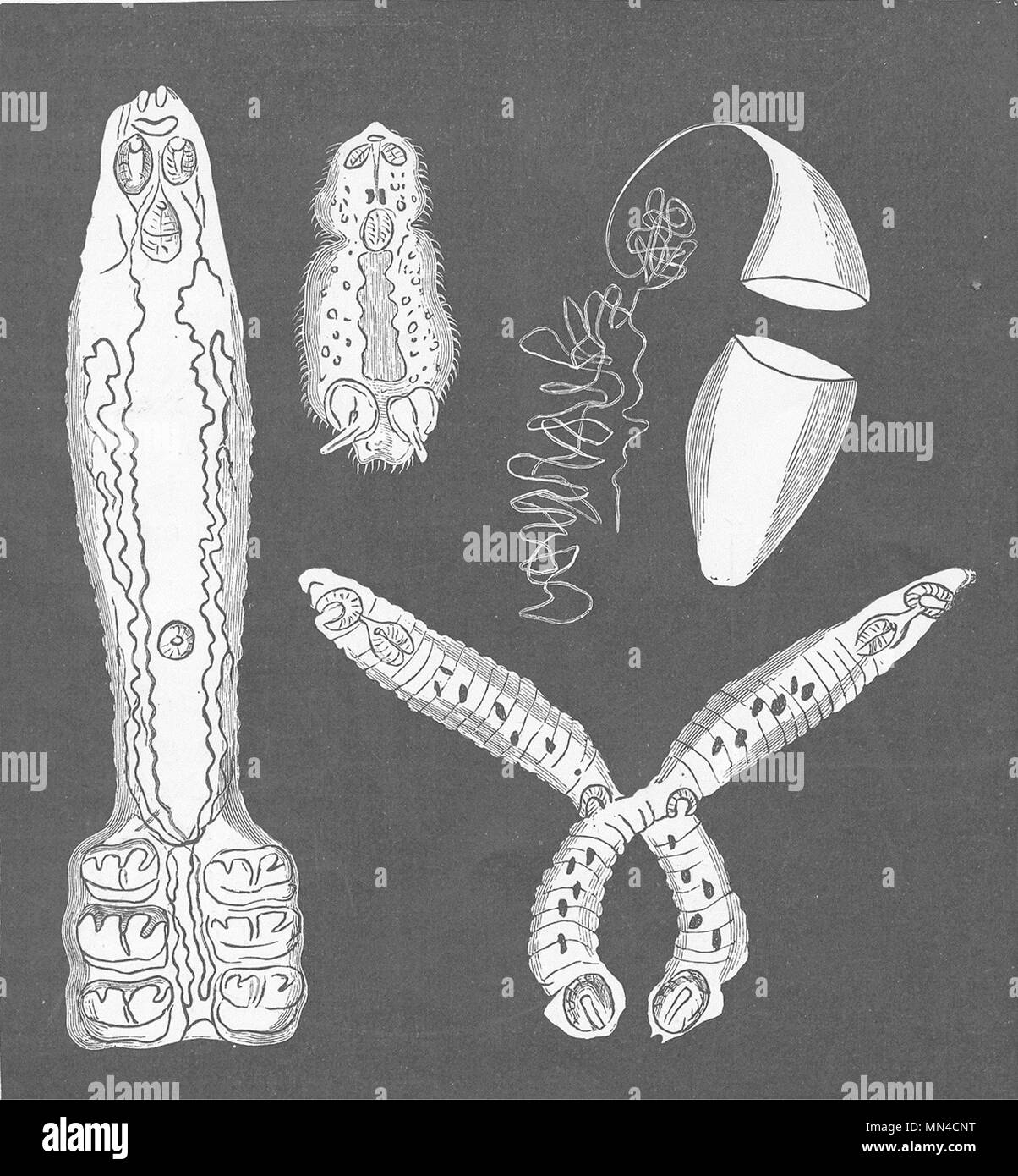 History of the animals hi-res stock photography and images - Alamy