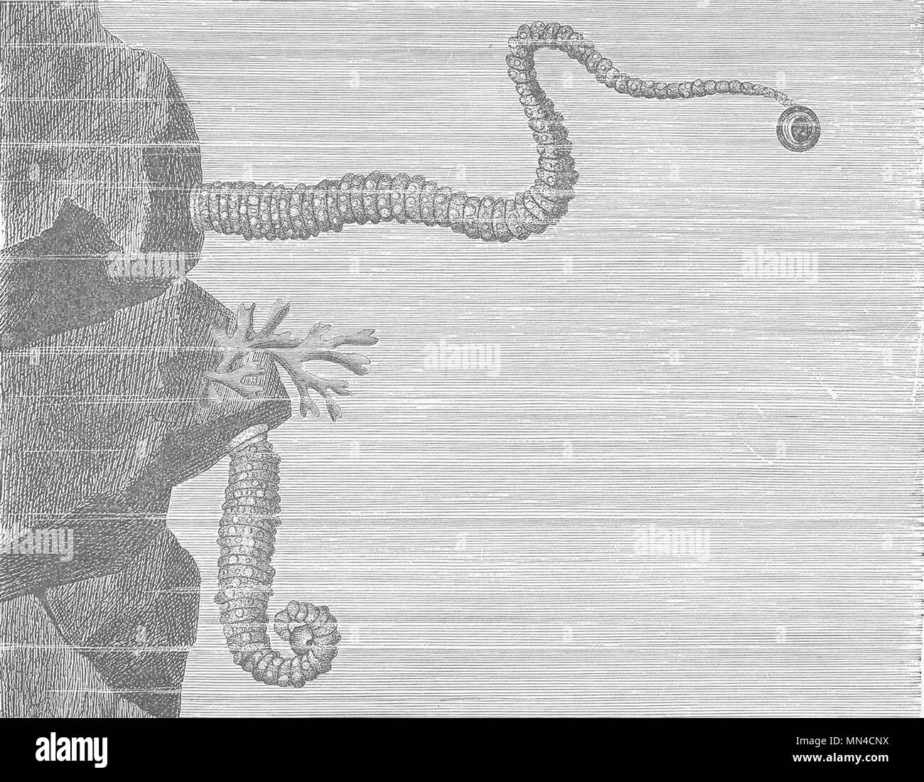 Spiny animals Black and White Stock Photos & Images - Alamy