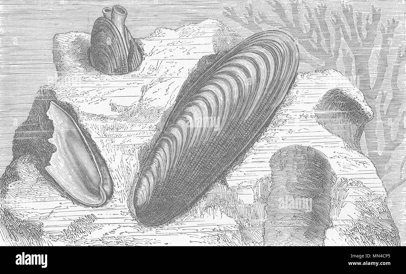 MOLLUSCS. Date-shells in the rock 1896 old antique vintage print ...