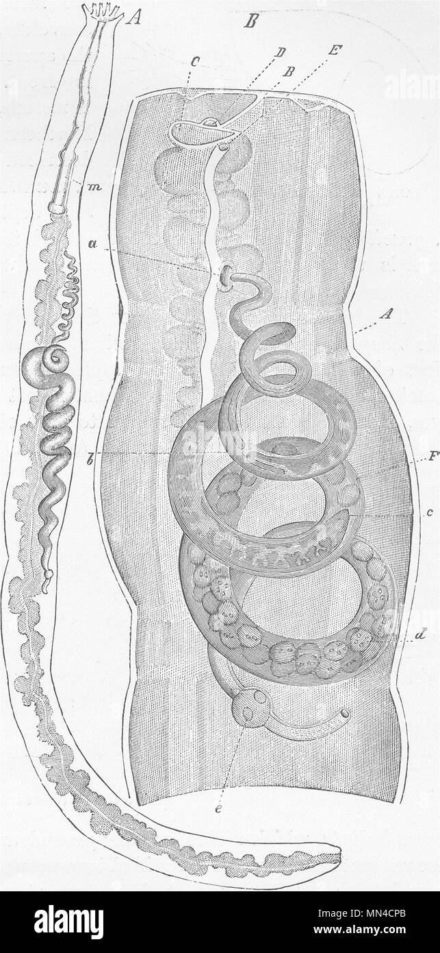 MOLLUSCS. Synapta digitata, with parasitic Entoconcha 1896 old antique ...
