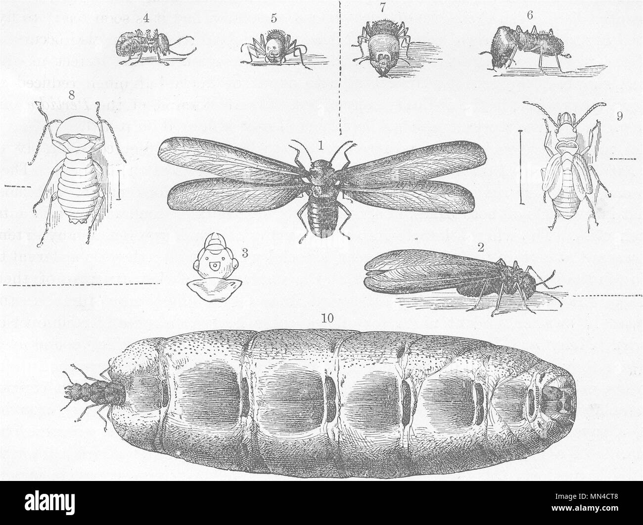 INSECTS. White ants & development 1896 old antique vintage print ...