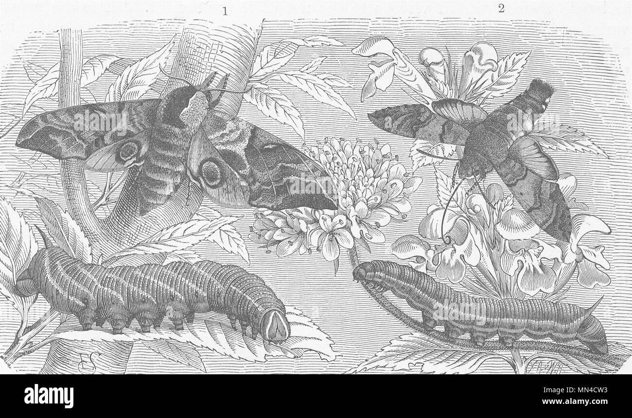 HAWK-MOTHS. Eyed hawk-moth; Humming-bird hawk-moth & larva 1896 old ...