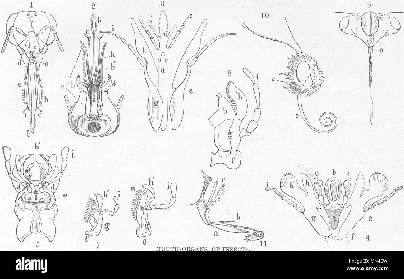 INSECTS. Mouth-organs of insects 1896 old antique vintage print picture ...