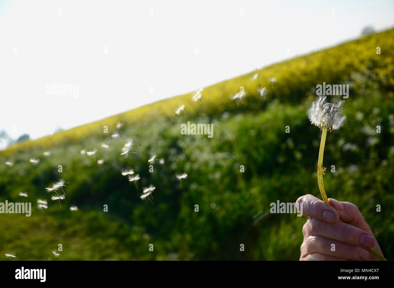 Dandelion clock dispersing seeds Stock Photo - Alamy