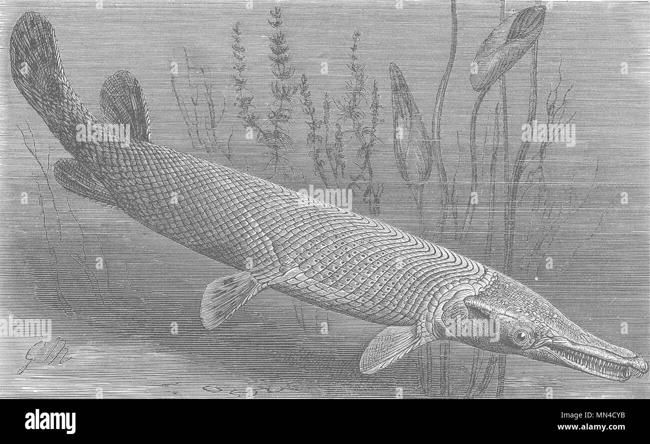 FISH. Bony-pike 1896 old antique vintage print picture Stock Photo - Alamy
