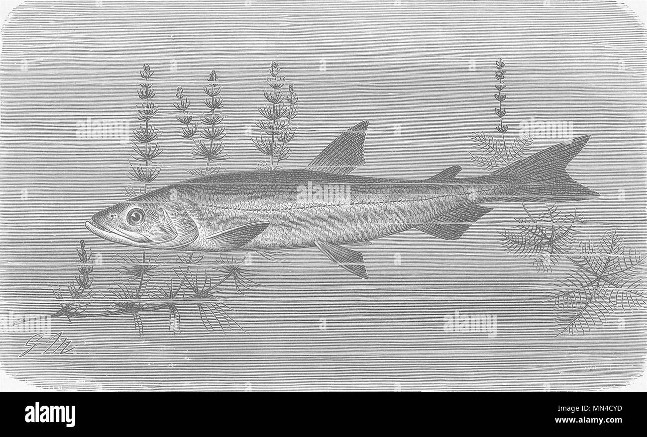 FISH. Common smelt 1896 old antique vintage print picture Stock Photo ...