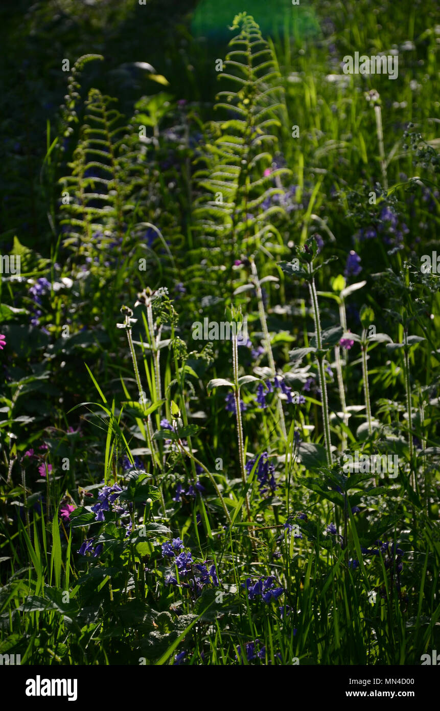 Ferns, Red Campion and Bluebells backlit by evening sun in Rigsby Wood ...