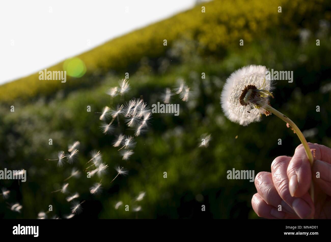 Dandelion clock dispersing seeds Stock Photo - Alamy