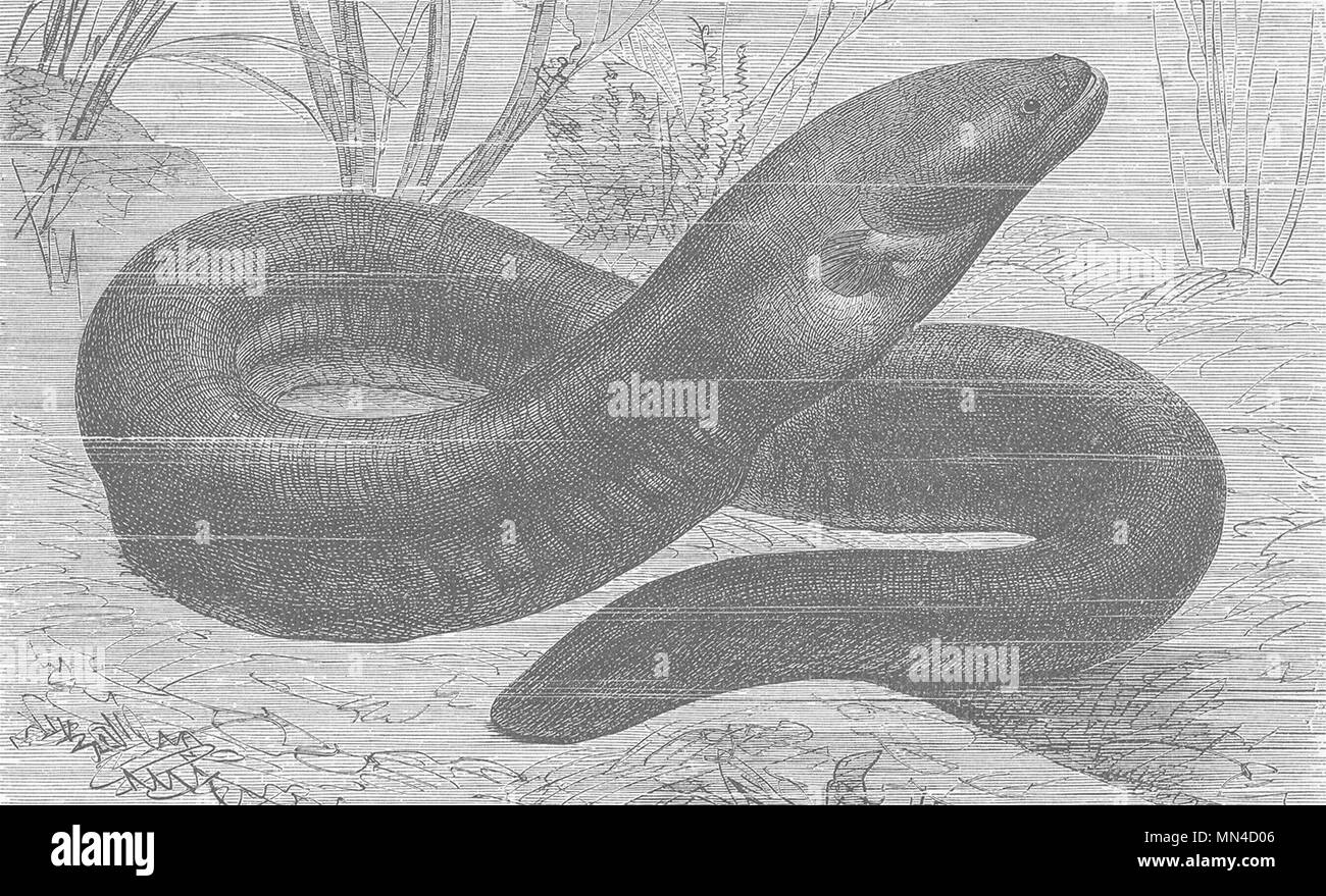 FISH. Electric eel 1896 old antique vintage print picture Stock Photo ...