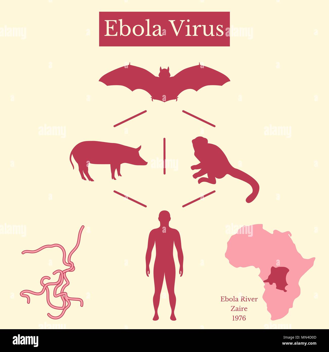 Ebola Virus. Infographics Source of disease. Bat flying fox, Pteropus ...